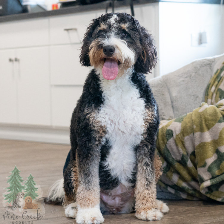 Serena, Female, Mini Bernedoodle